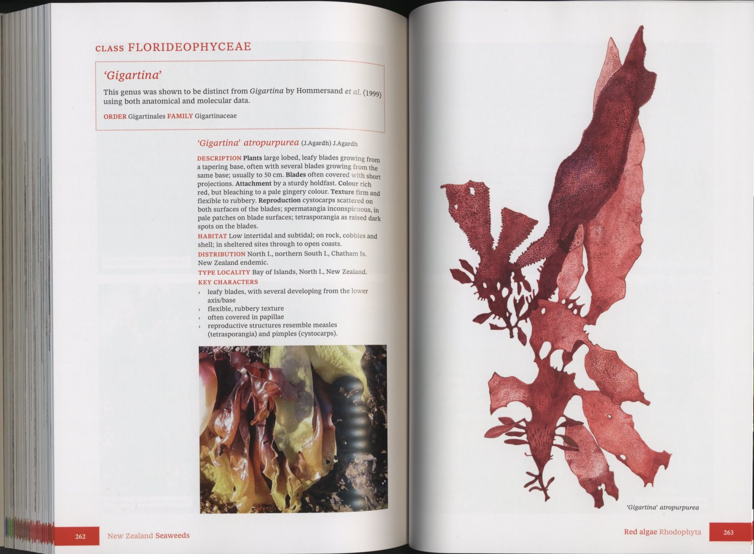 New Zealand Seaweeds: An Illustrated Guide (Second Edition) - Nokomis