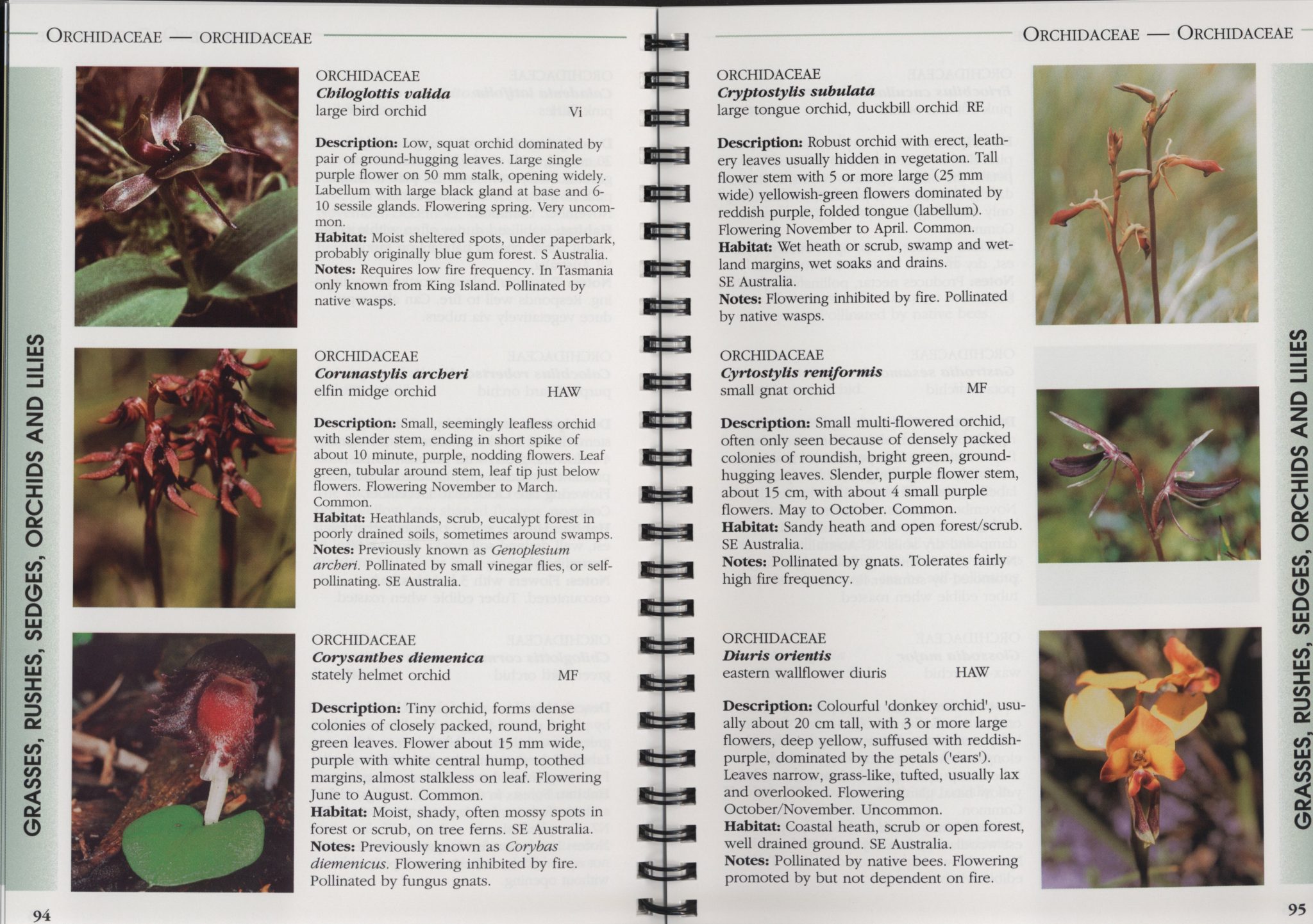 King Island Flora: A Field Guide - Nokomis