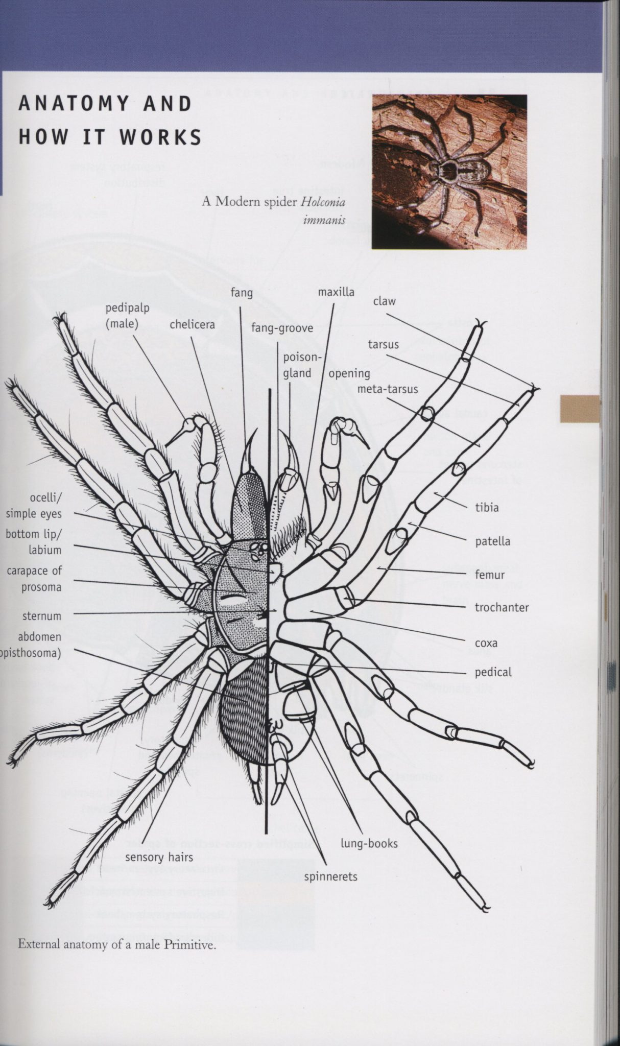 Spiderwatch: A Guide to Australian Spiders (Updated Edition) - Nokomis