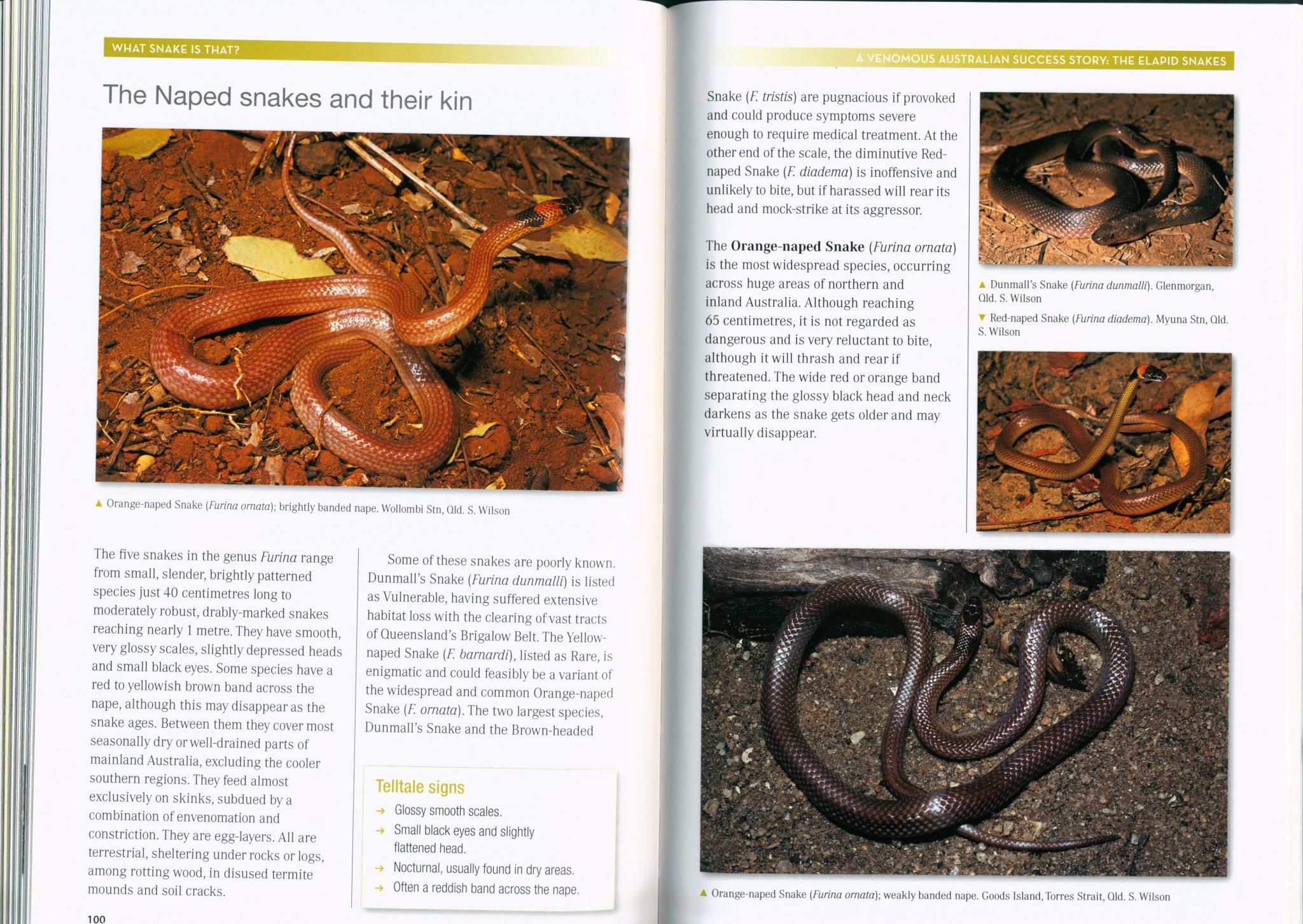 What Snake is That? Introducing Australian Snakes - Nokomis