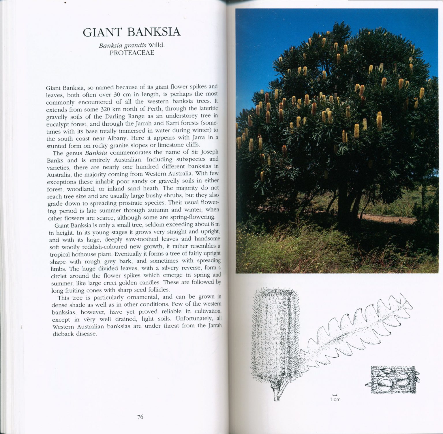 A Field Guide to Australian Trees (Third Edition) - Nokomis