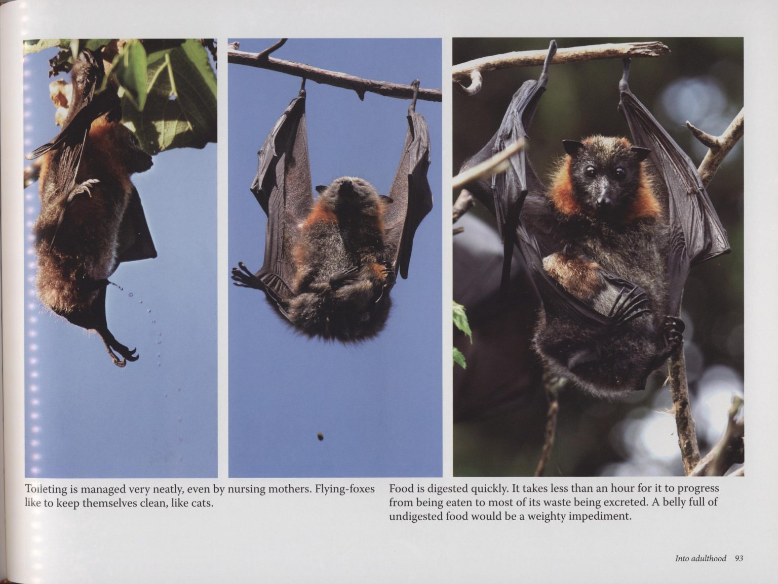 Flying-Foxes: Australian Night Foresters - Nokomis
