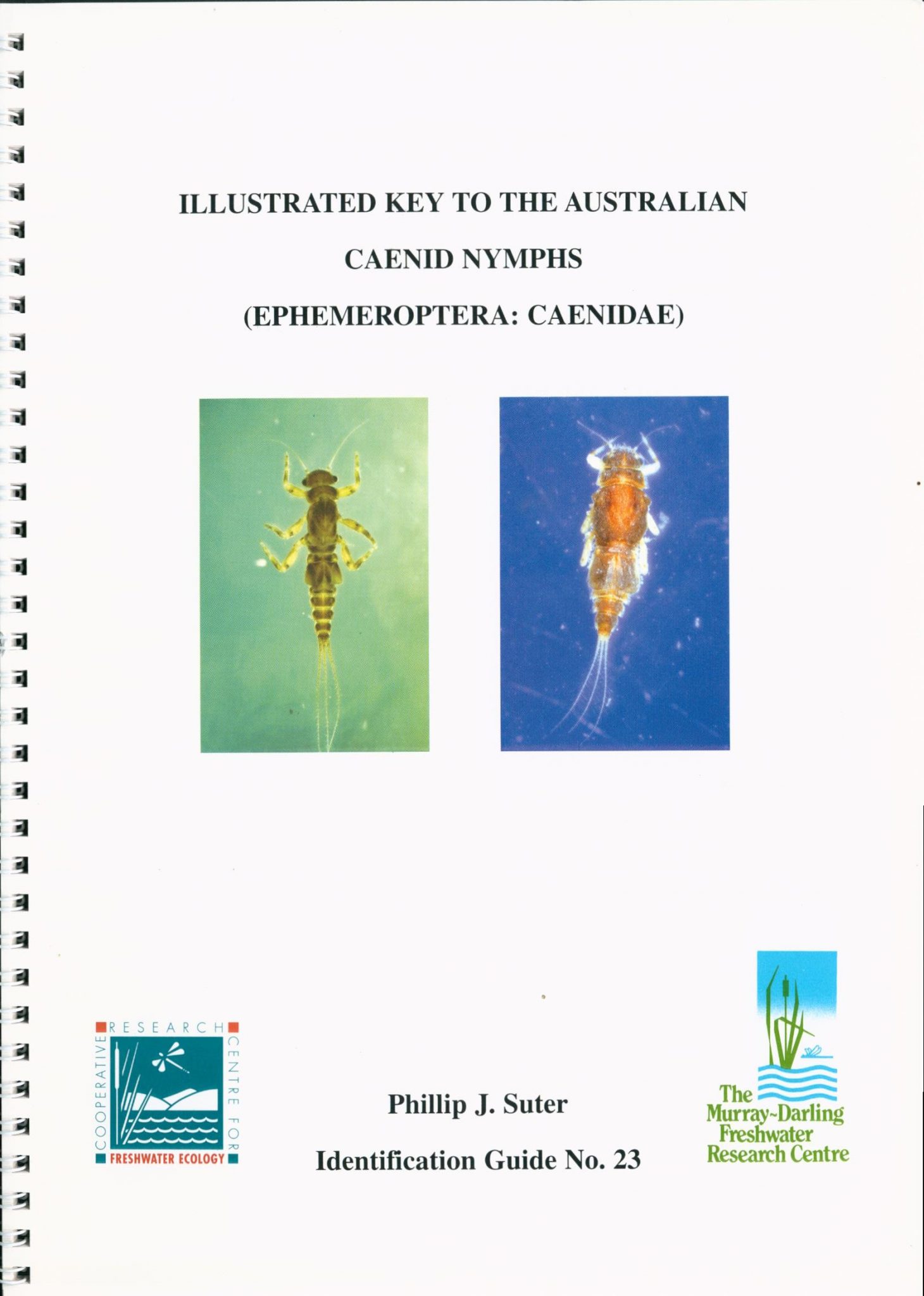 Illustrated Key to the Australian Caenid Nymphs (Ephemeroptera ...