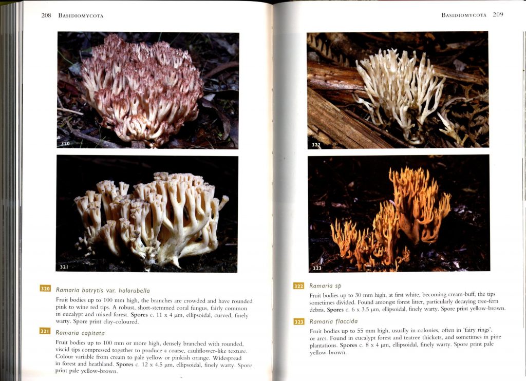 A Field Guide to Australian Fungi - Nokomis