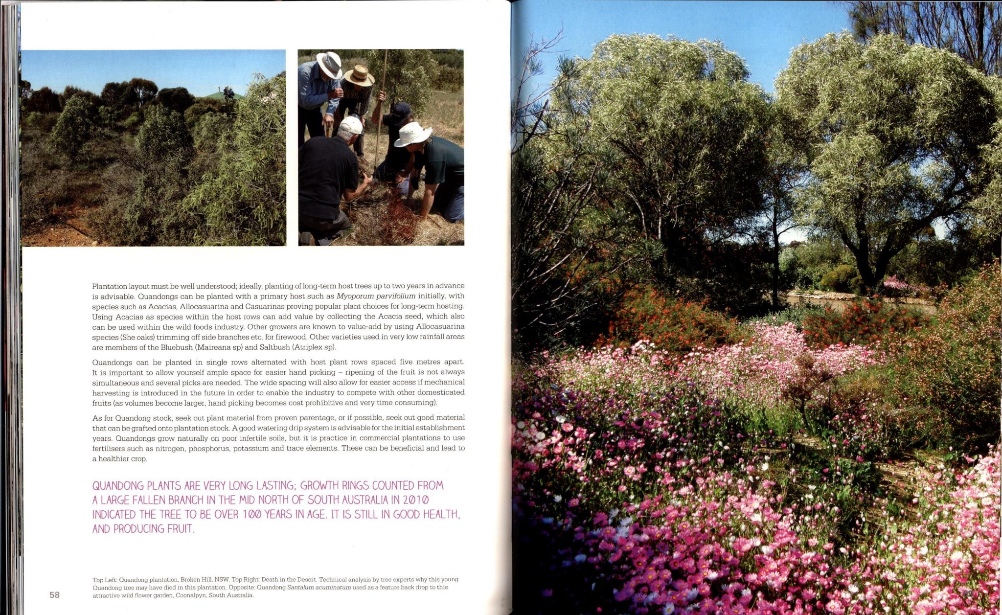 Jewel of the Australian Desert: Native Peach (Quandong): The Tree with ...