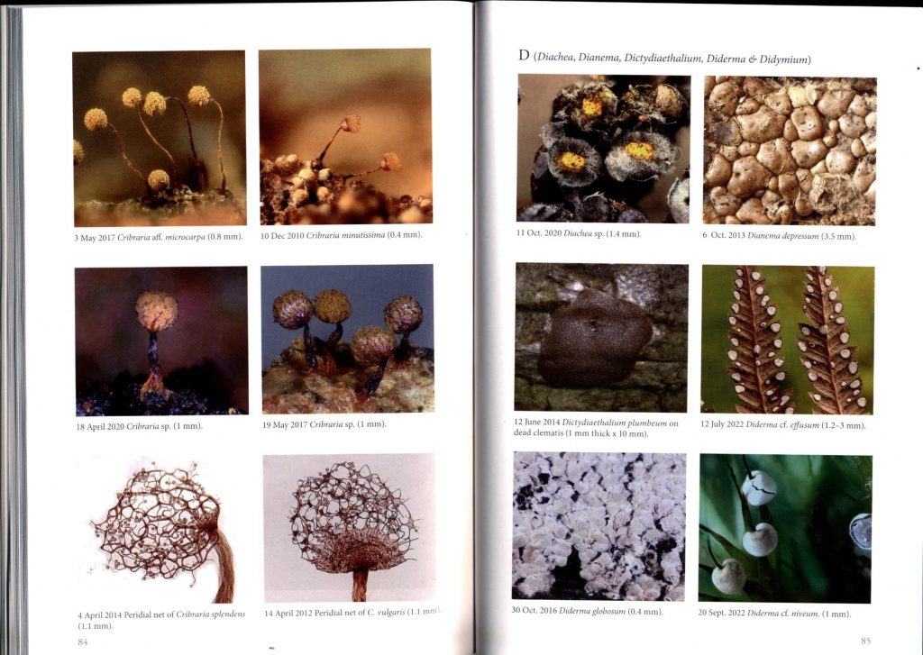 Where the Slime Mould Creeps: The Fascinating World of Myxomycetes ...
