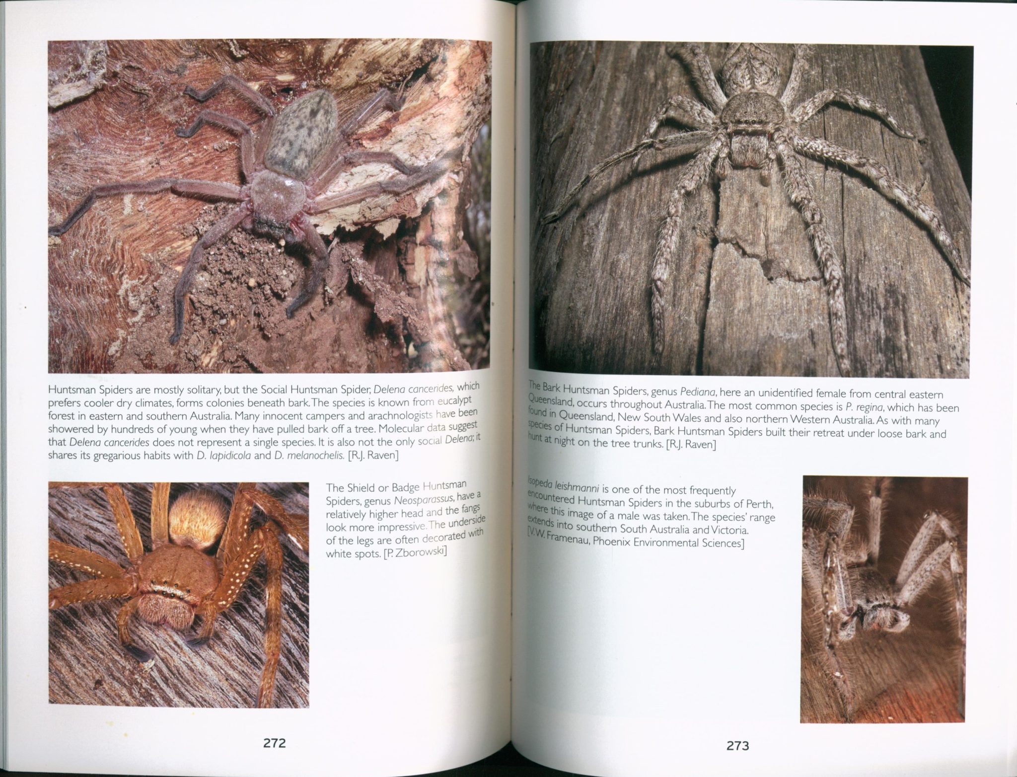 A Guide to the Spiders of Australia (Updated Edition) - Nokomis
