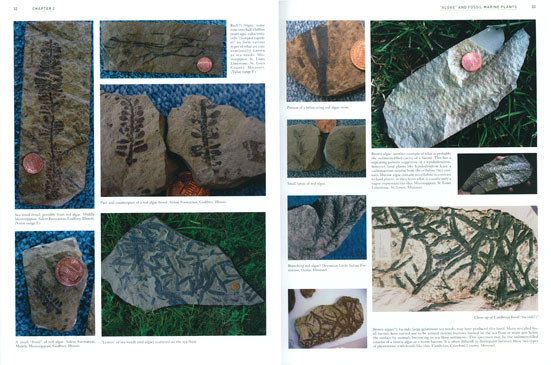 Paleozoic Fossil Plants - Nokomis