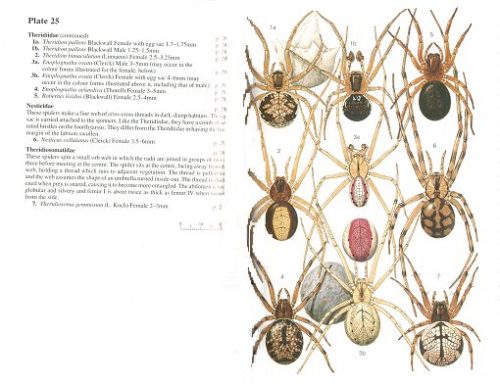 Collins Field Guide to the Spiders of Britain and Northern Europe - Nokomis