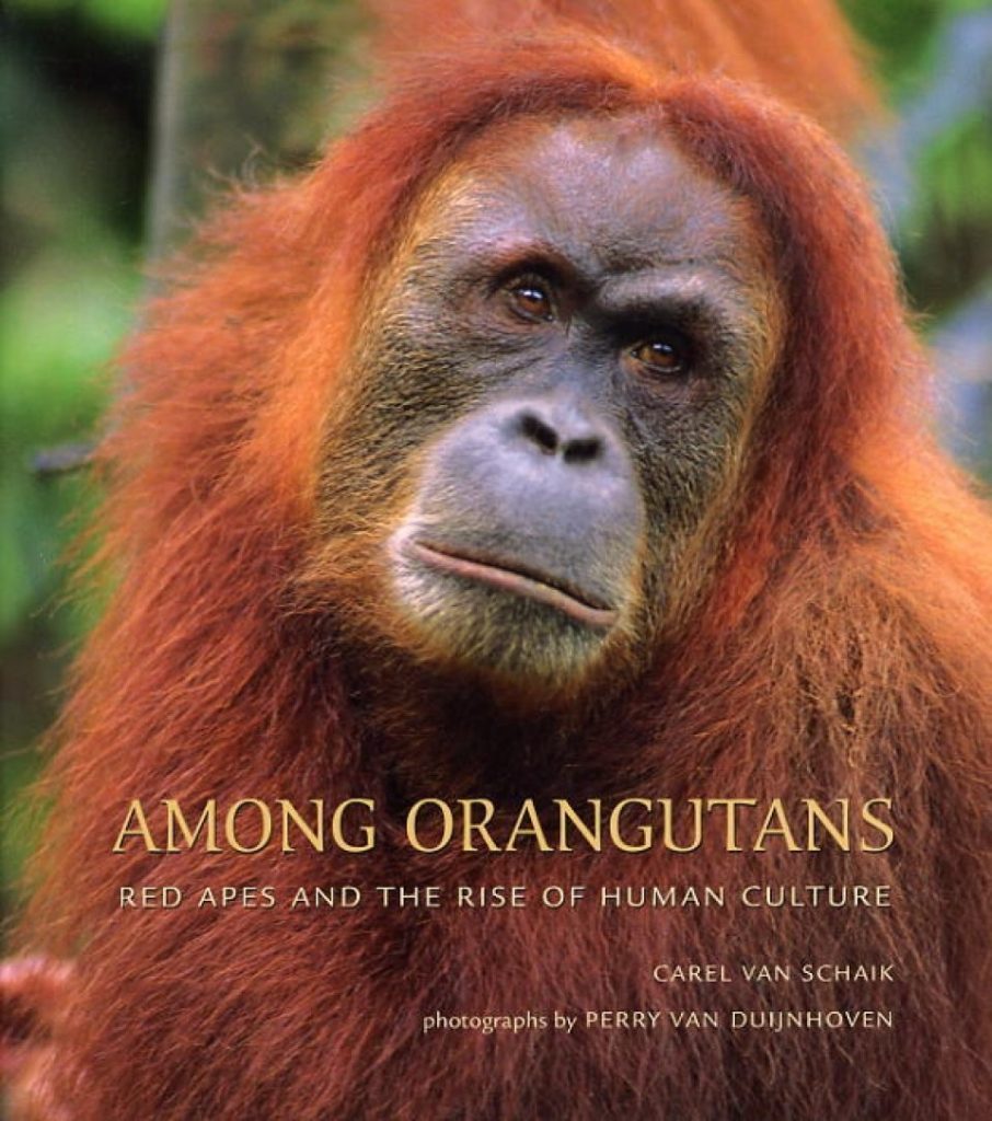 Among Orangutans: Red Apes and the Rise of Human Culture - Nokomis
