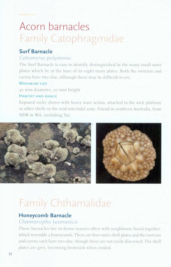 Barnacles - Nokomis
