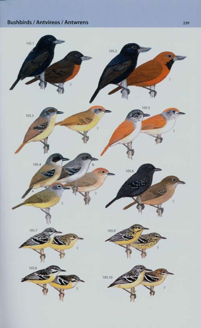 A Field Guide to the Birds of Brazil - Nokomis