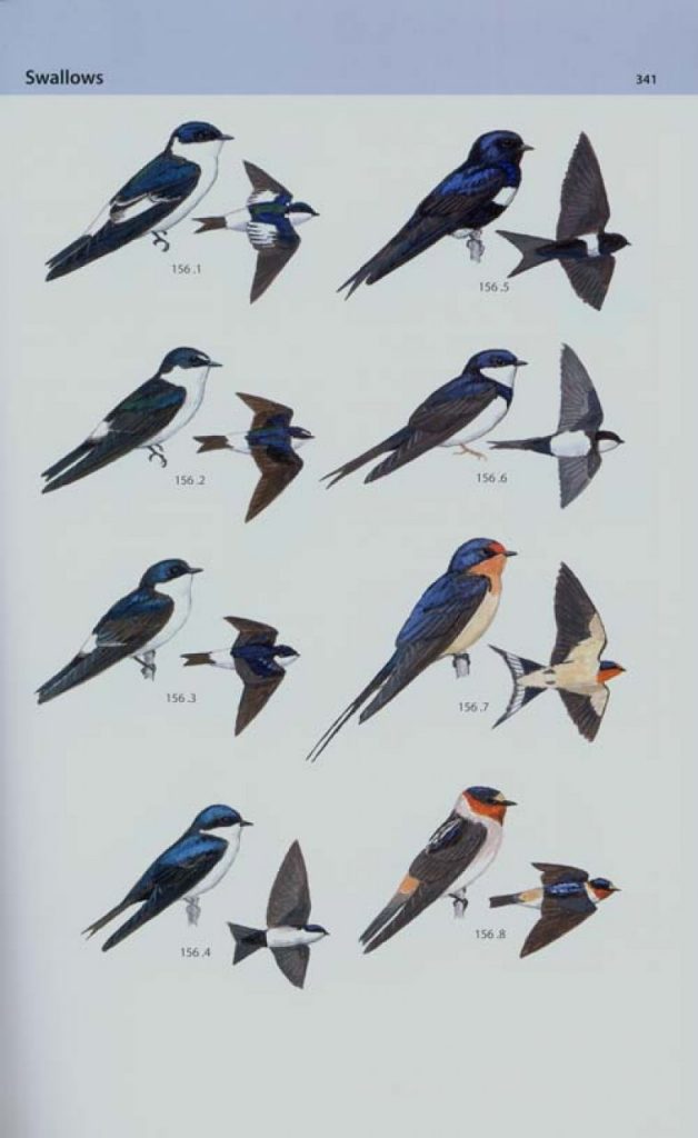 A Field Guide to the Birds of Brazil - Nokomis