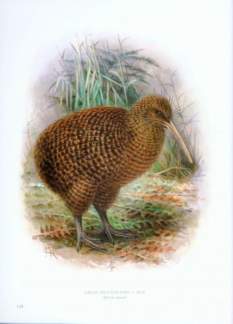 Buller's Birds of New Zealand: The Complete Work of JG Keulemans - Nokomis