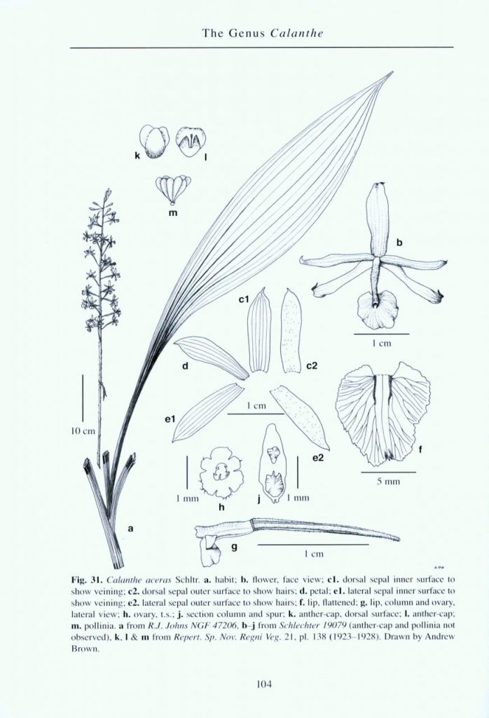 The Genus Calanthe - Nokomis
