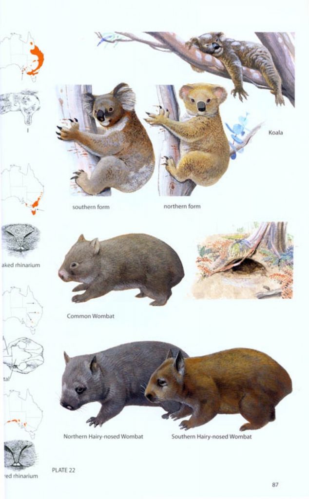A Field Guide to the Mammals of Australia (Third Edition) - Nokomis