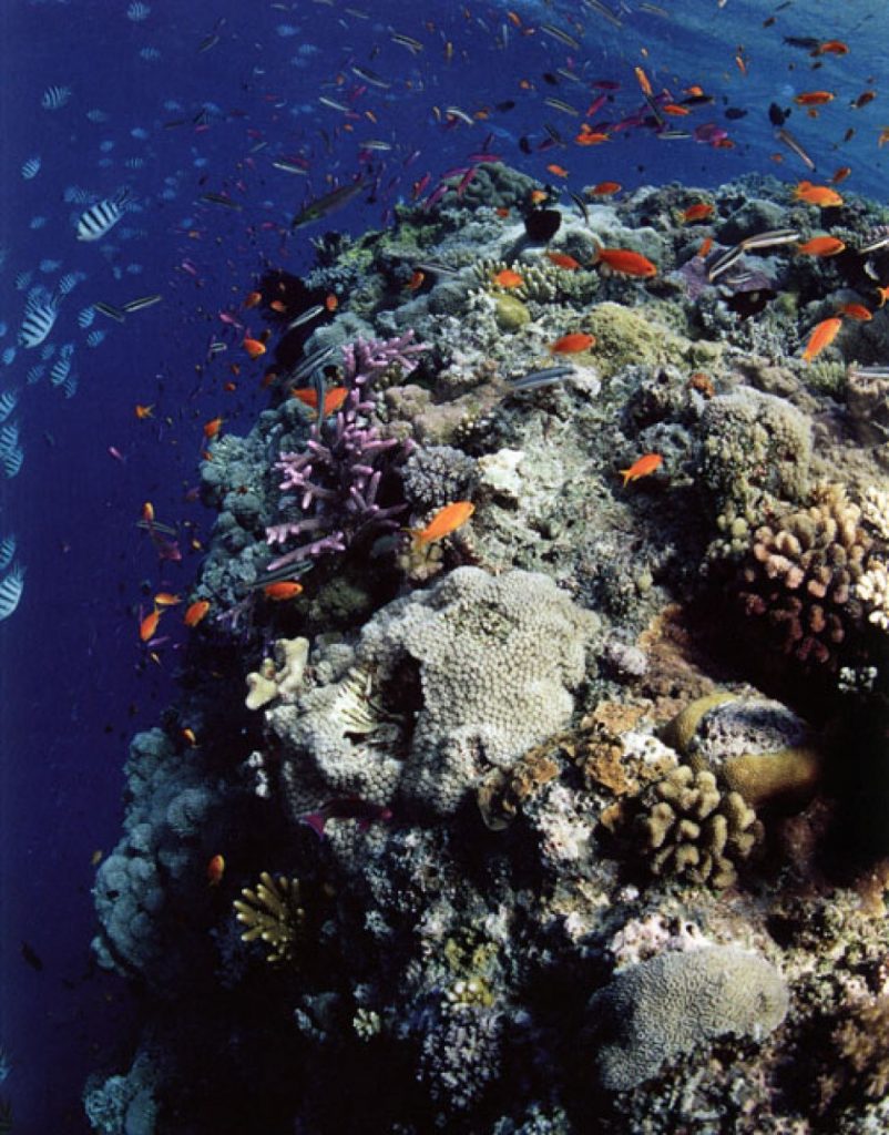 The Great Barrier Reef: A Journey Through the World's Greatest Natural ...