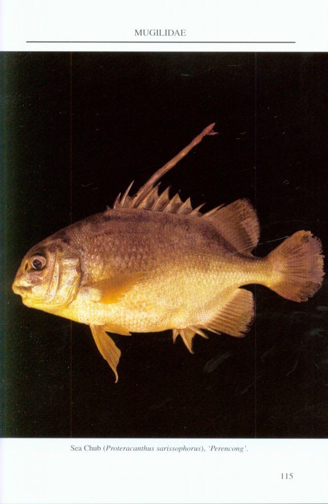 A Field Guide to the Fishes of Kuching Rivers, Sarawak, Malaysian ...