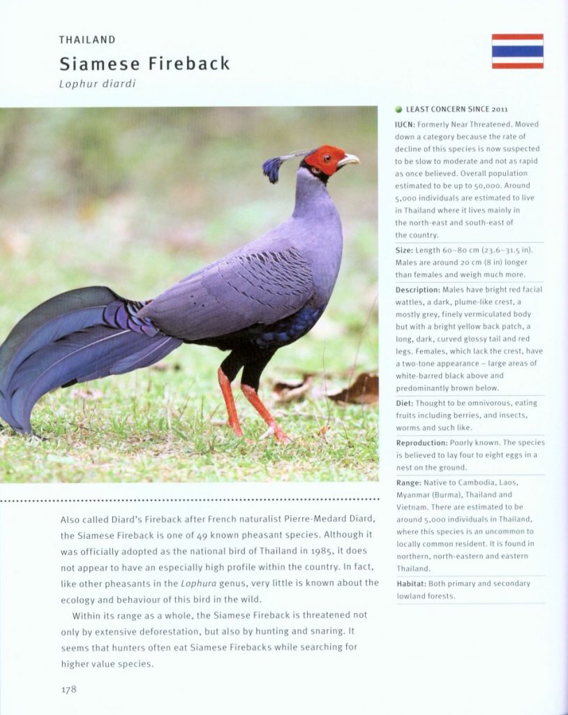 National Birds of the World - Nokomis