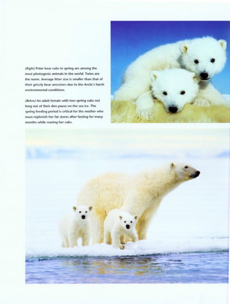 Polar Bears: A Complete Guide to Their Biology and Behavior - Nokomis