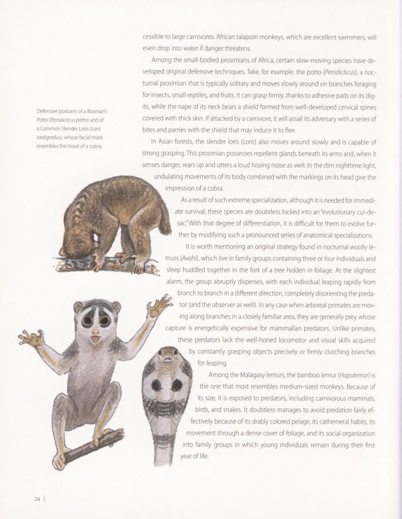 Primates of the World: An Illustrated Guide - Nokomis