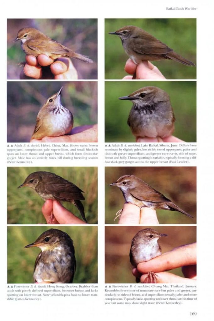 Reed and Bush Warblers (Helm Identification Guide) - Nokomis