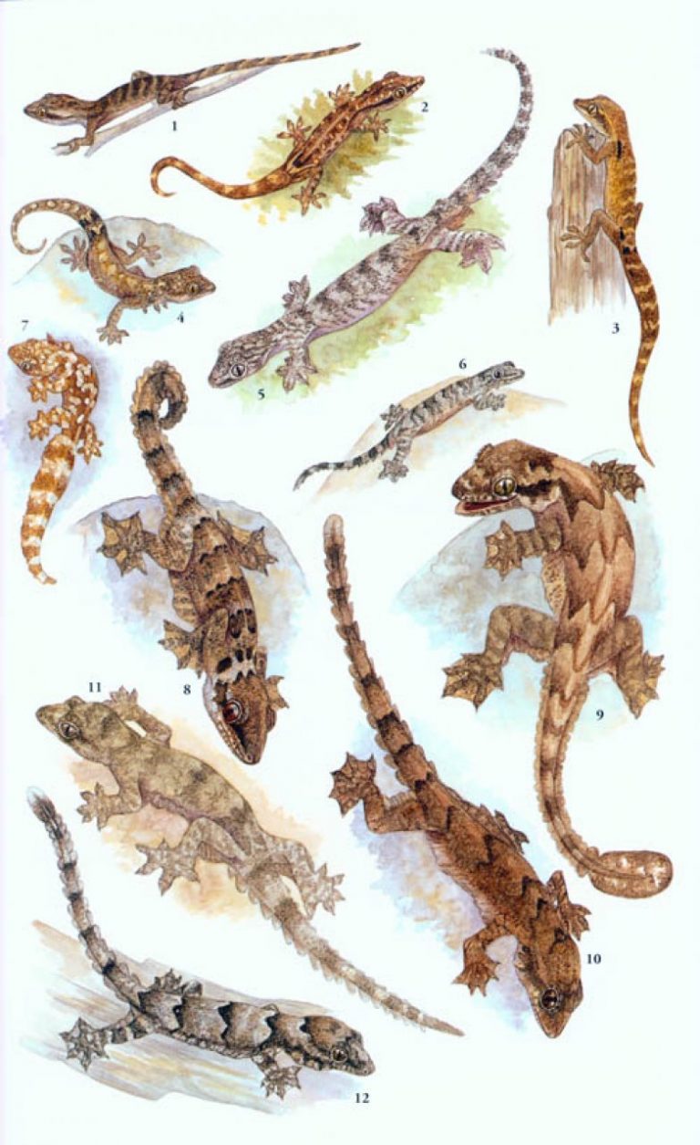 A Field Guide to the Reptiles of South-East Asia - Nokomis