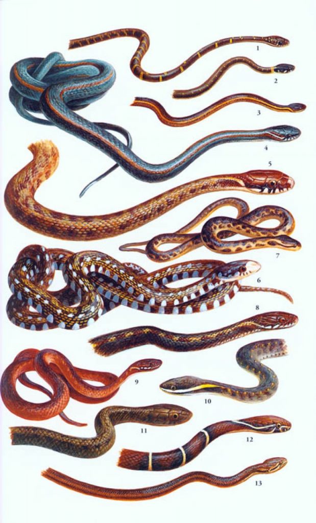 A Field Guide to the Reptiles of South-East Asia - Nokomis