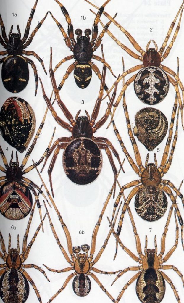 Collins Field Guide to the Spiders of Britain and Northern Europe - Nokomis