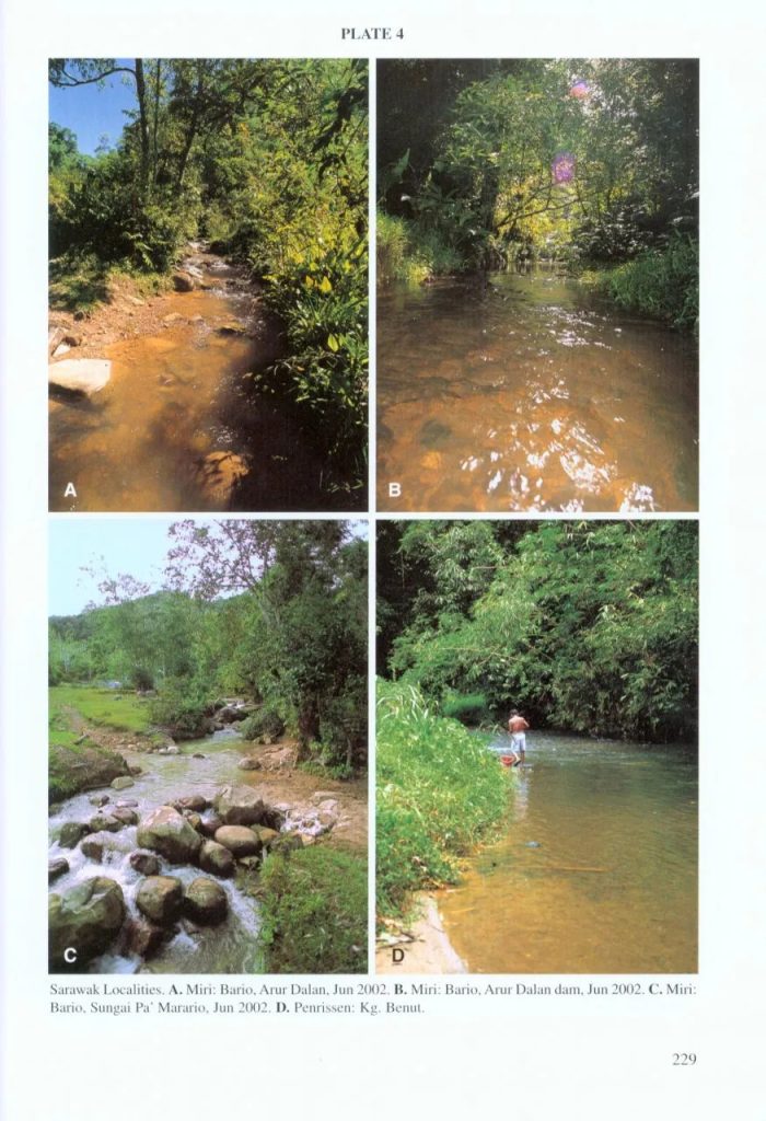 The Borneo Suckers: Revision of the Torrent Loaches of Borneo ...