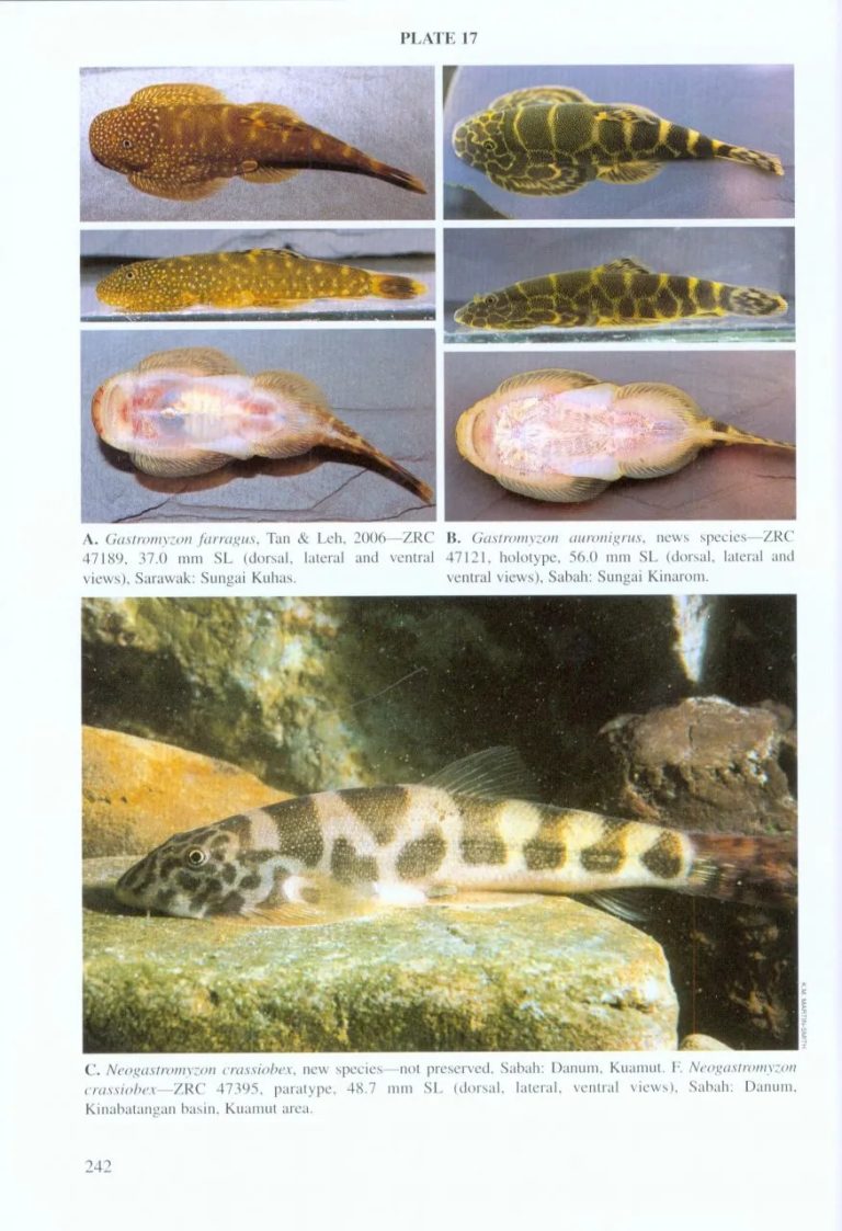 The Borneo Suckers: Revision of the Torrent Loaches of Borneo ...
