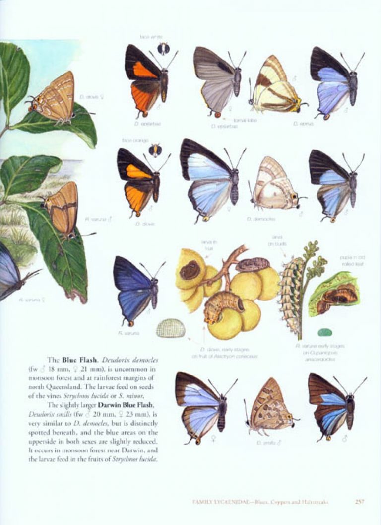 The Butterflies of Australia - Nokomis