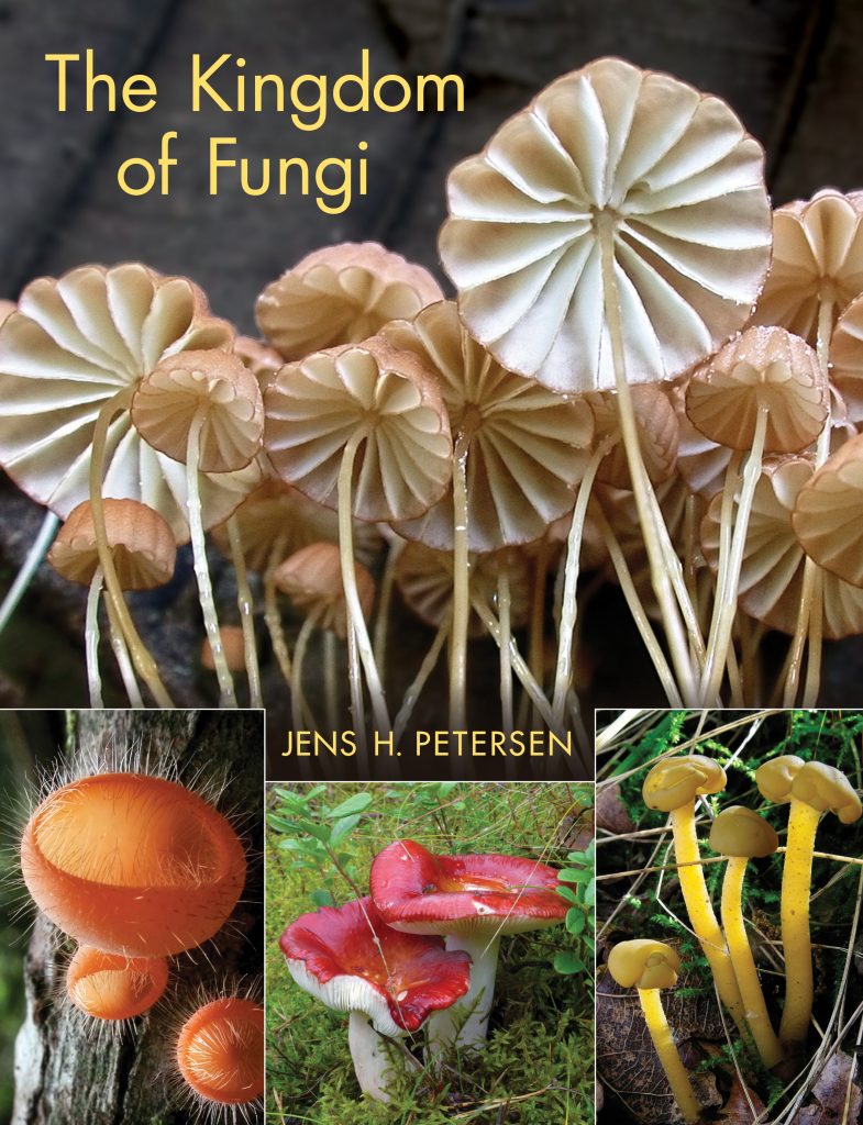 The Kingdom of Fungi - Nokomis