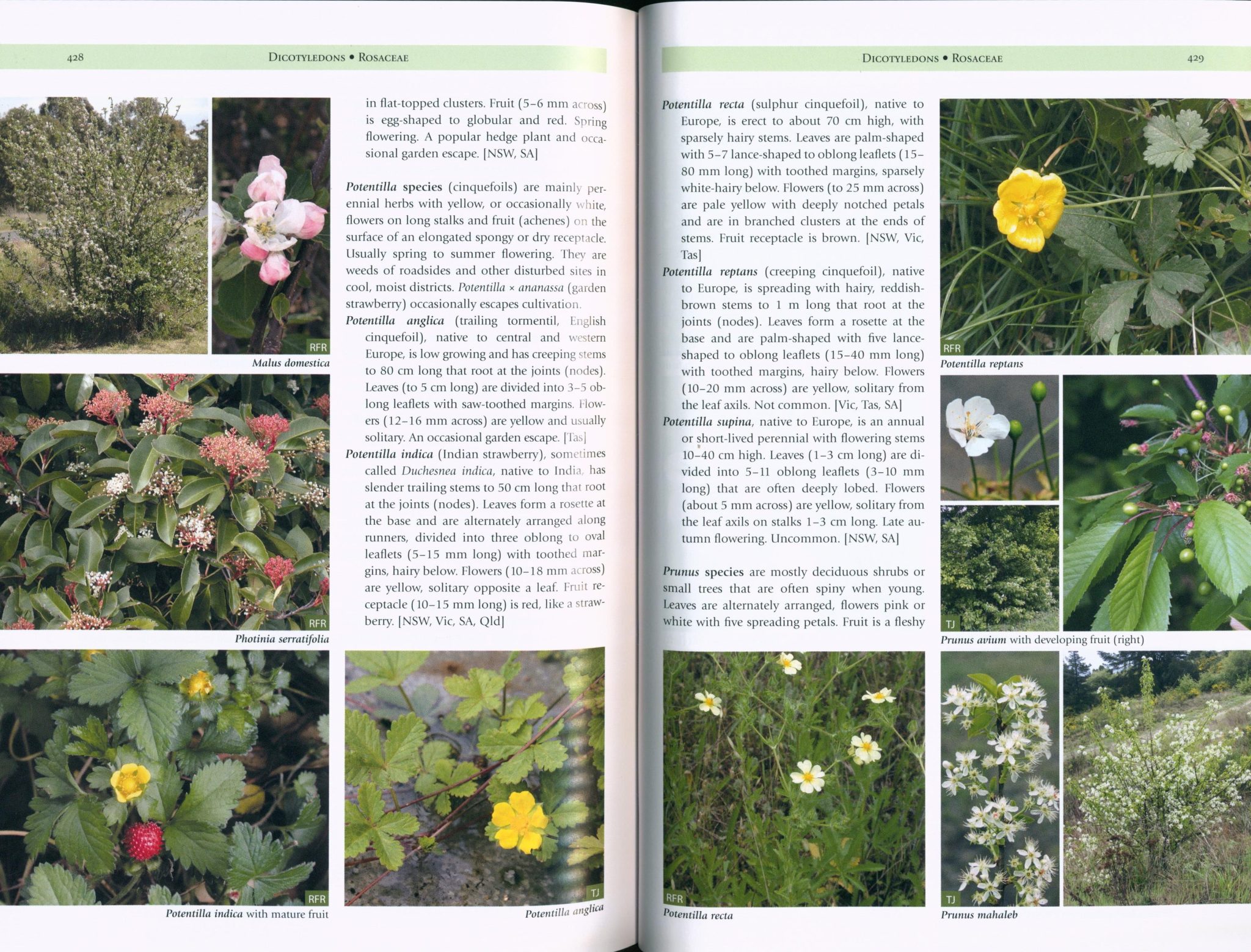 Weeds of the South-East: An Identification Guide for Australia (Fourth ...