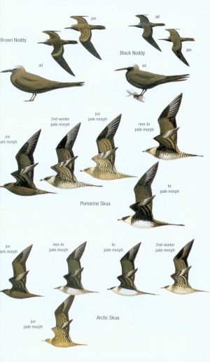 Birds of Borneo: Sabah, Sarawak, Brunei and Kalimantan (Second Edition ...