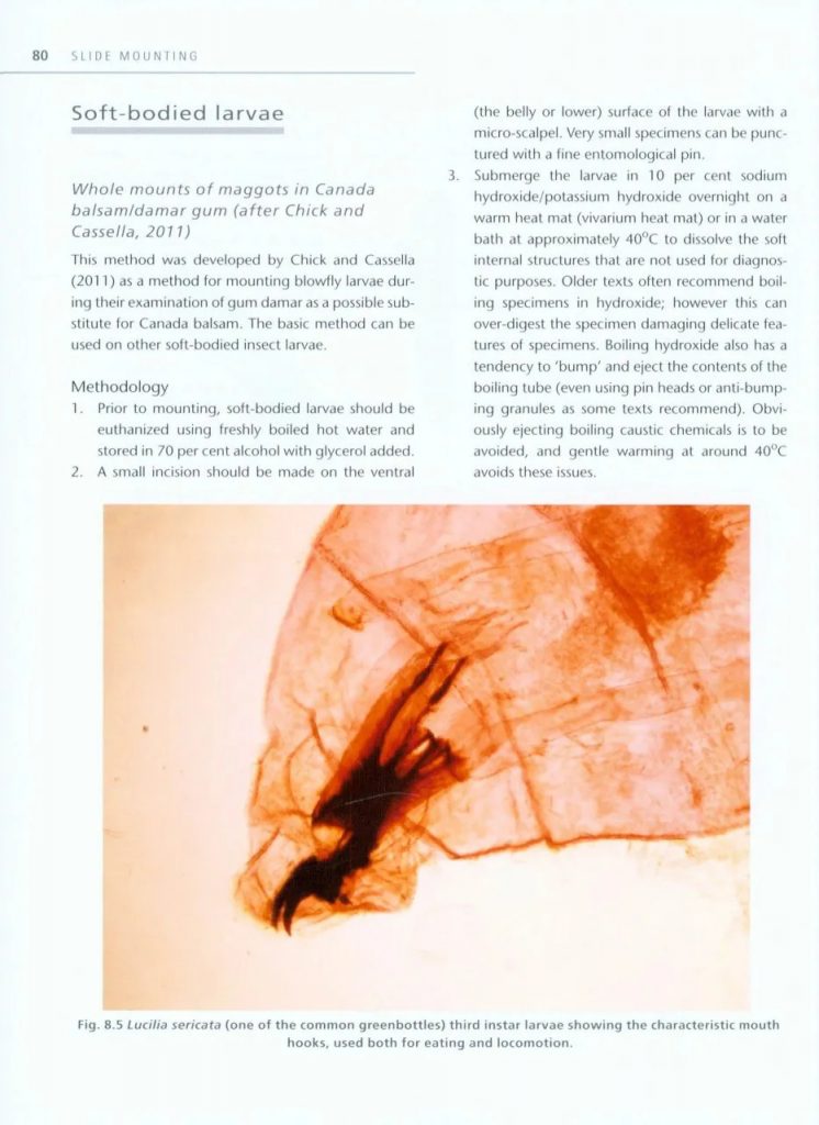 Insect Microscopy - Nokomis