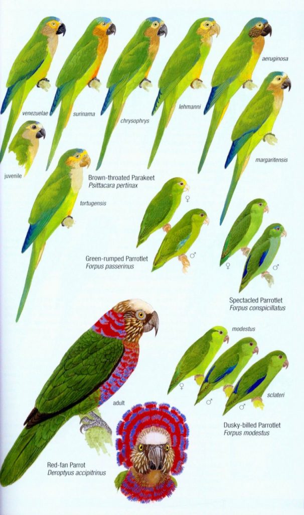 Birds of Venezuela (Helm Field Guide) - Nokomis