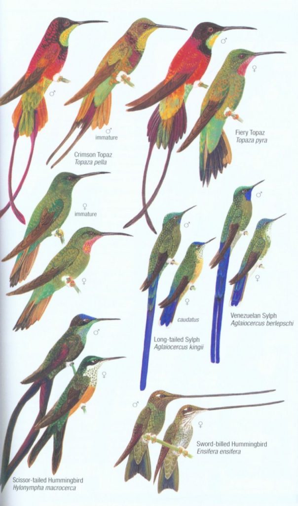 Birds of Venezuela (Helm Field Guide) - Nokomis