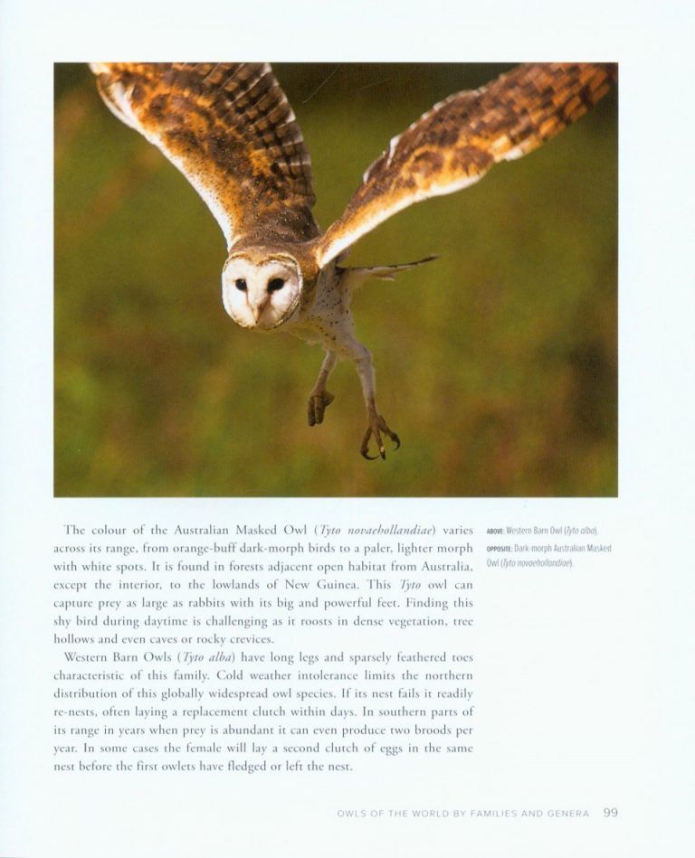 Owls of the World - Nokomis