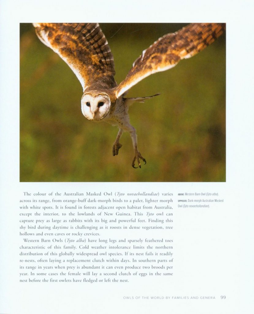 Owls of the World - Nokomis