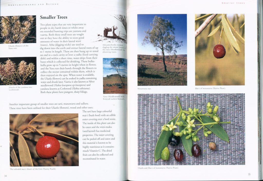 Adnyamathanha and Beyond: Useful Plants of an Ancient Land - Nokomis