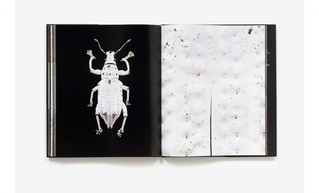 Microsculpture: Portraits of Insects - Nokomis