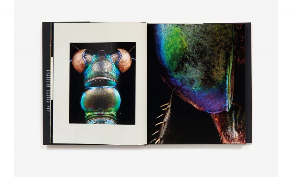Microsculpture: Portraits of Insects - Nokomis