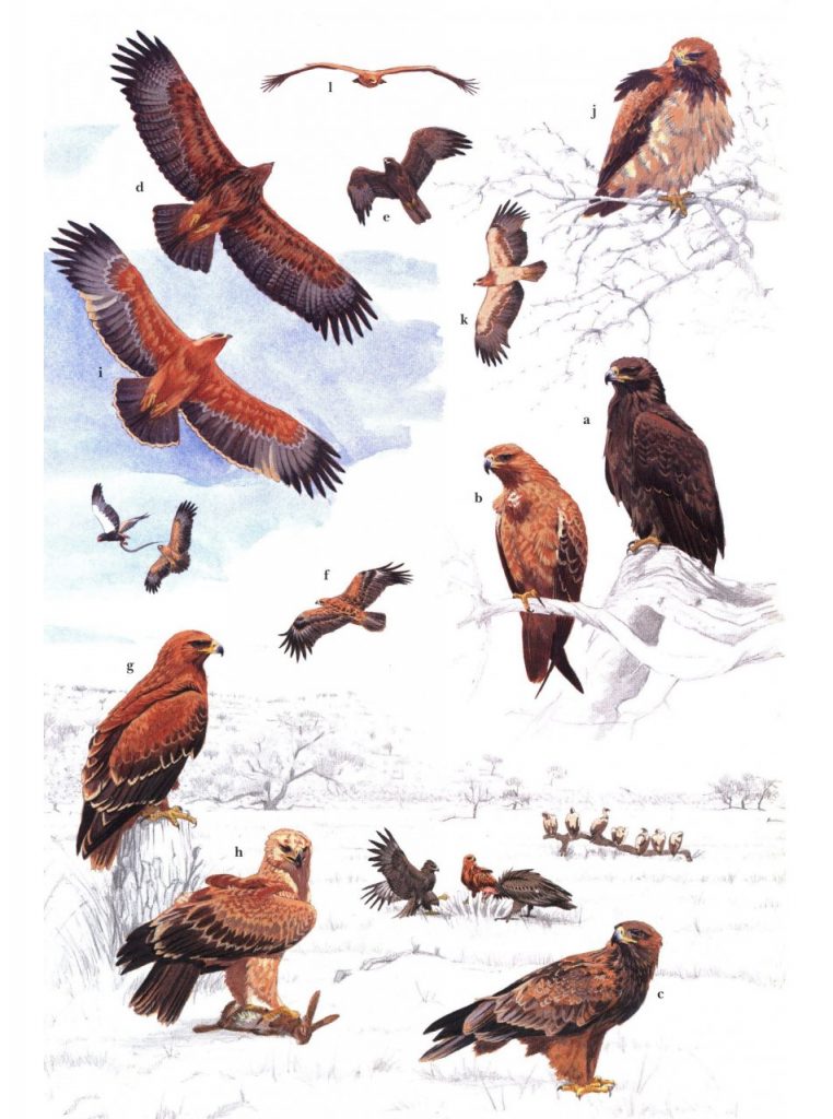 African Raptors (Helm Identification Guide) - Nokomis