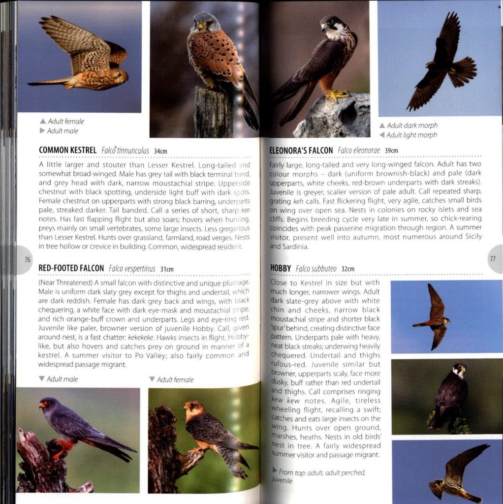 Birds of Italy (Pocket Photo Guide) - Nokomis