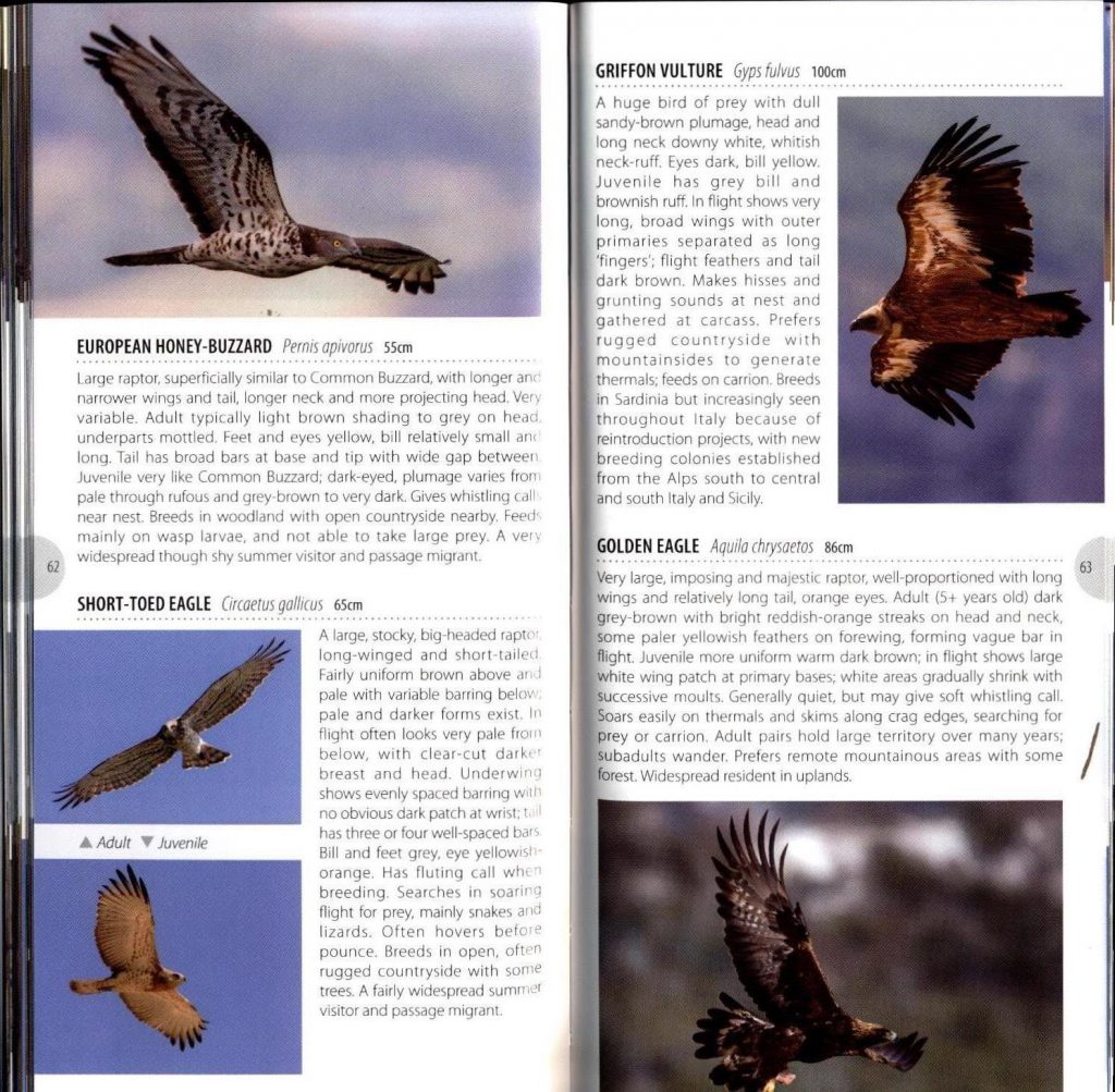Birds of Italy (Pocket Photo Guide) - Nokomis