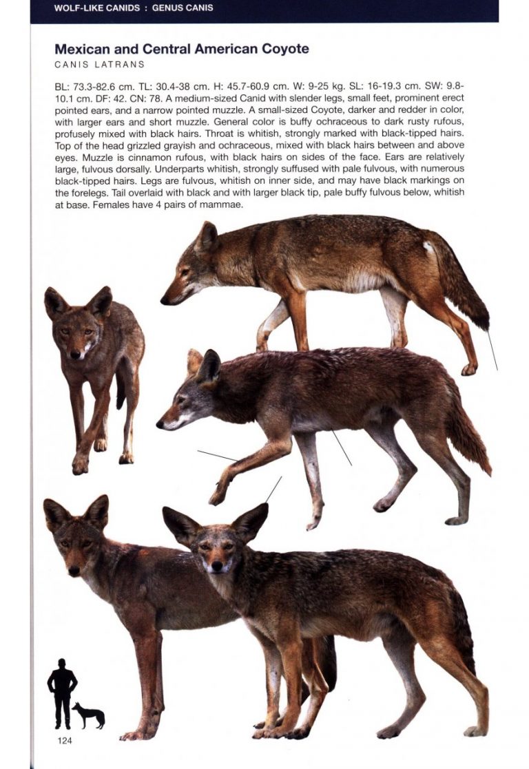 Canids of the World: Wolves, Wild Dogs, Foxes, Jackals, Coyotes, and ...