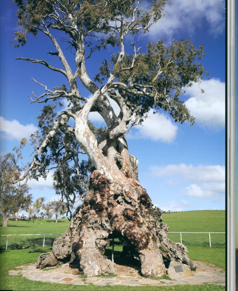 Australia's Remarkable Trees (New Edition). - Nokomis