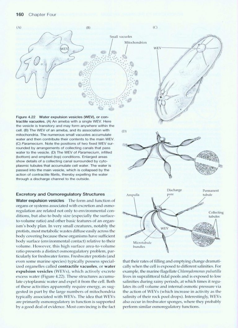 Invertebrates (Fourth Edition) - Nokomis