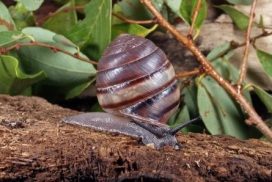 Australian Land Snails, Volume 2: A Field Guide to Southern, Central ...